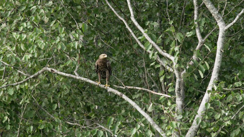 Lesser Spotted Eagle Sitting in a Tree and Hunting. the Wind Swings the ...