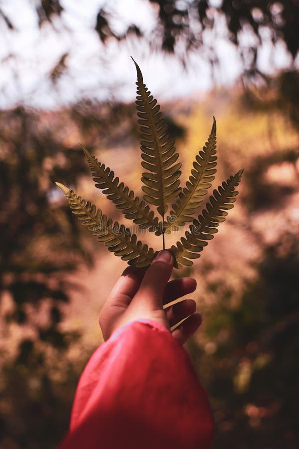 Summer stock image. Image of summer, green, forest, hand - 150471401