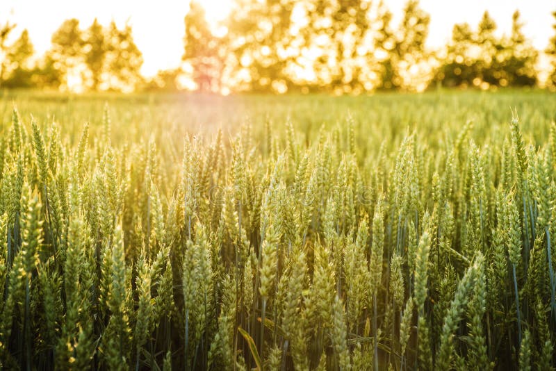 Summer light in wheatfield stock photo. Image of meadow - 57179430