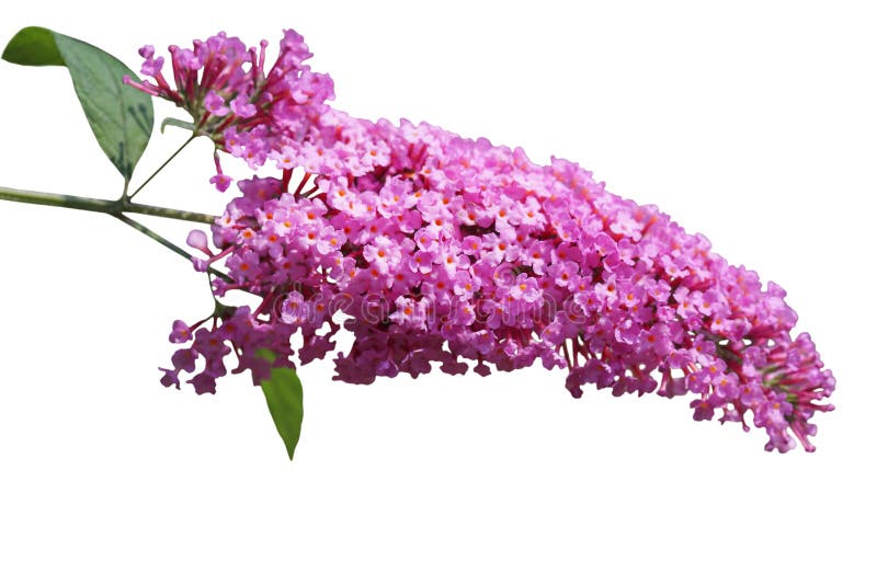 Summer Lilac or Buddleia Davidii Plant with Lilac To Violet Blooming ...