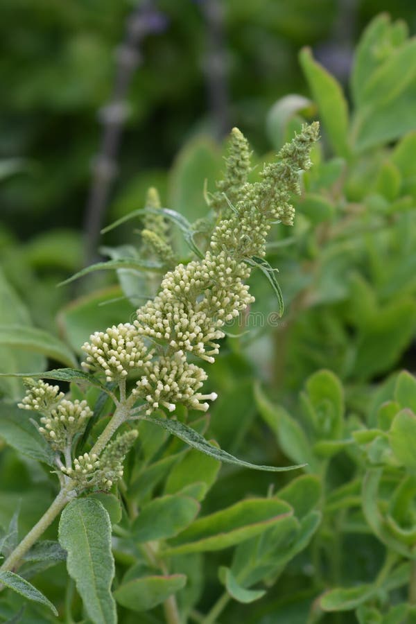 Summer lilac Summer Bird stock photo. Image of plant - 175146450