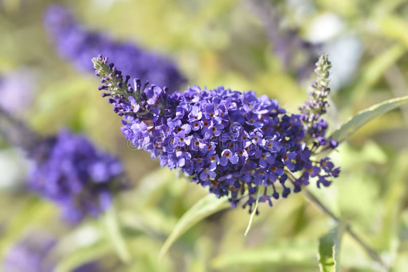 Summer lilac Buzz Midnight stock photo. Image of green - 263418184