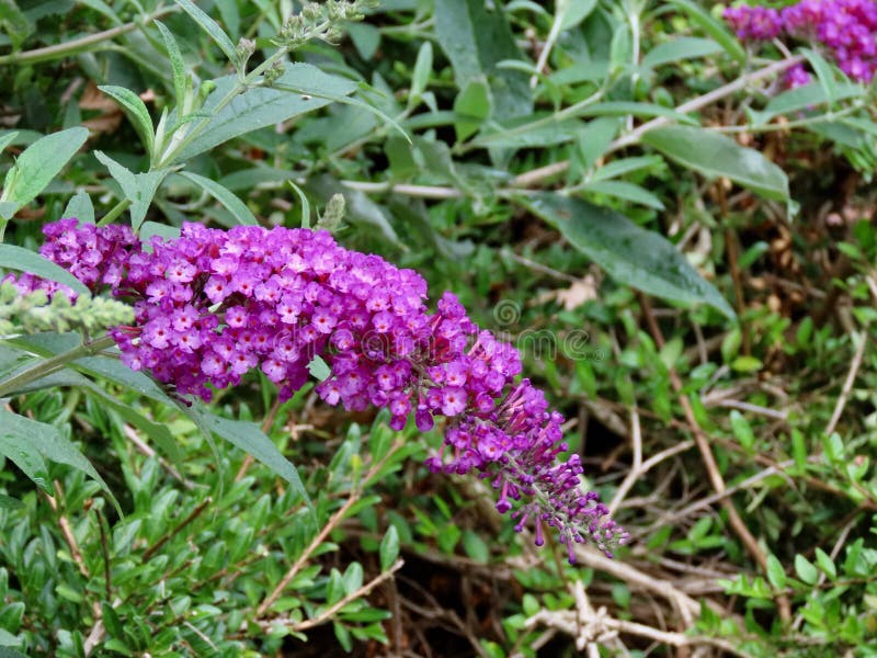Summer lilac close up stock image. Image of gardening - 181563547