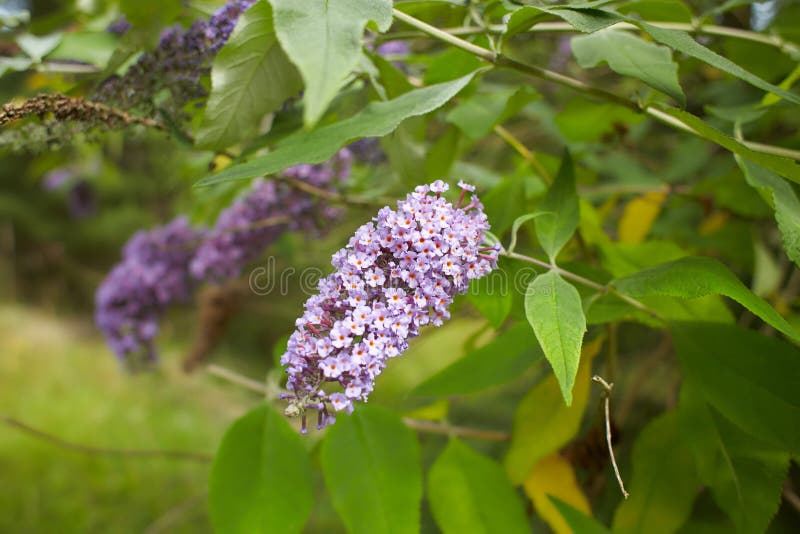 Summer Lilac Empire Blue - Latin Name - Buddleja Davidii Empire Blue ...