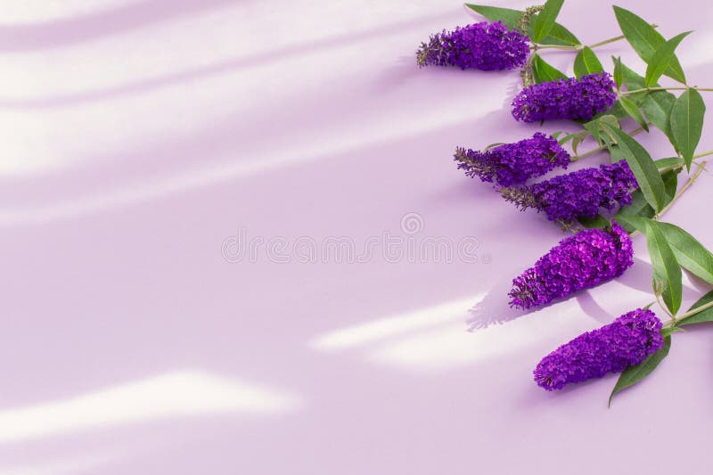 Summer Lilac Flowers on Purple Paper Background Stock Image - Image of ...