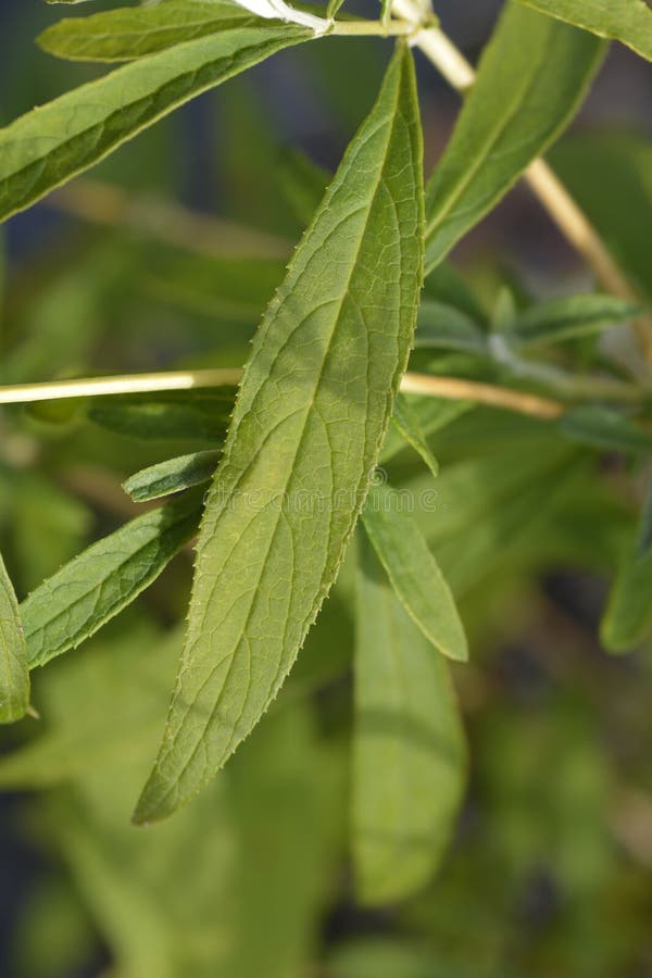 Summer lilac stock photo. Image of nature, buddleja - 278442484