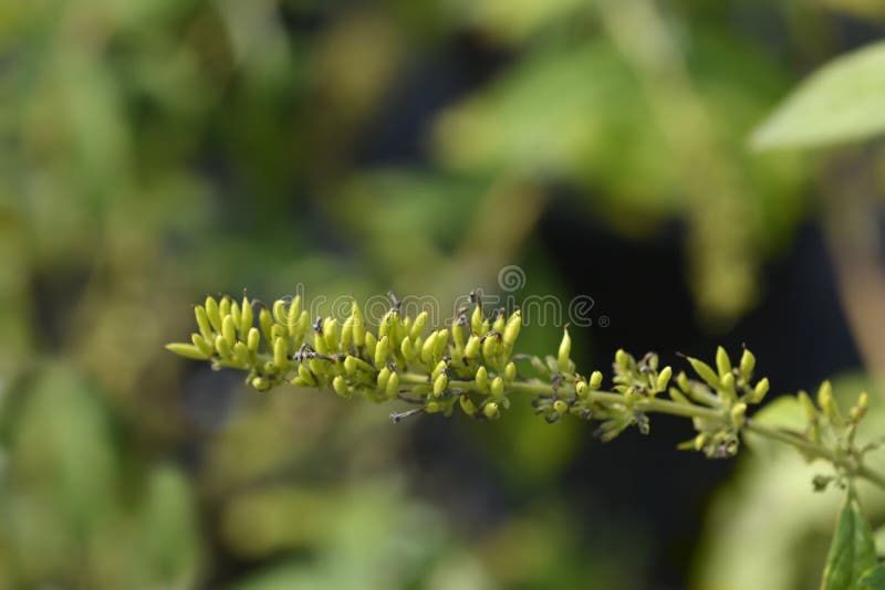 Summer lilac stock photo. Image of plant, butterflybush - 262273752