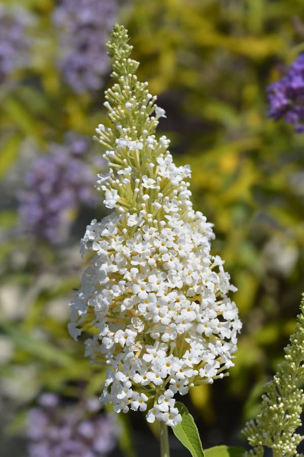 Summer Lilac White Profusion Stock Photo - Image of green, plant: 334093328