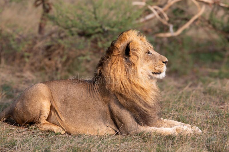 Summer lion stock image. Image of madikwe, africa, south - 344052077