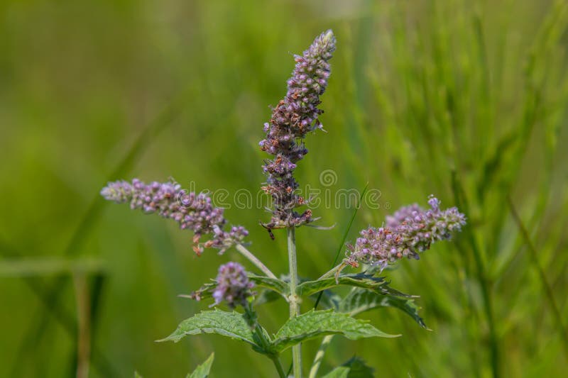 In the Summer, Long-leaved Mint Mentha Longifolia Grows in the Wild ...