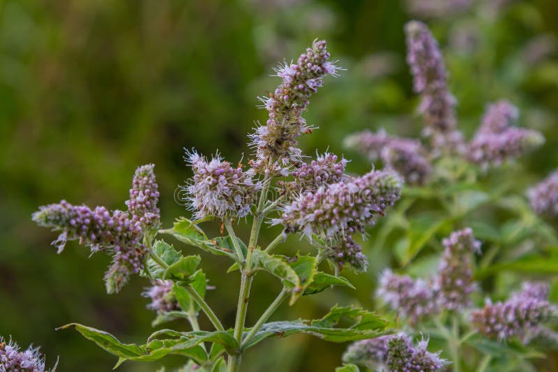 In the Summer, Long-leaved Mint Mentha Longifolia Grows in the Wild ...