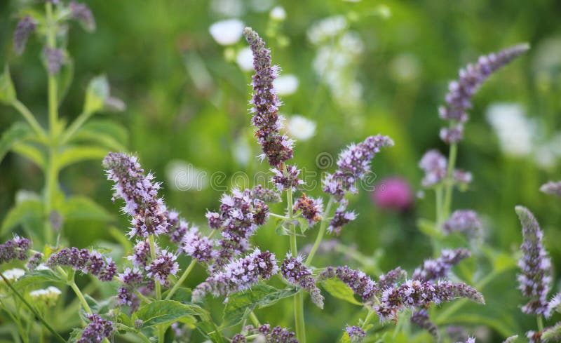Long-leaved Mint (Mentha Longifolia) Grows in Nature Stock Image ...