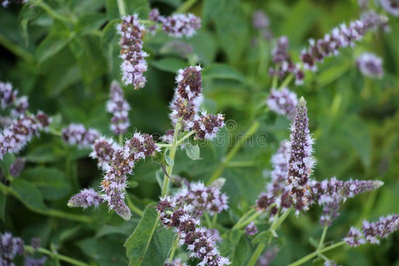 Long-leaved Mint (Mentha Longifolia) Grows in Nature Stock Photo ...