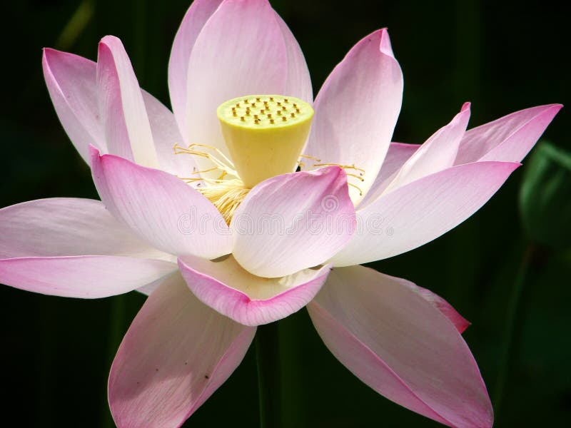Summer lotus stock photo. Image of nature, environment - 3352754