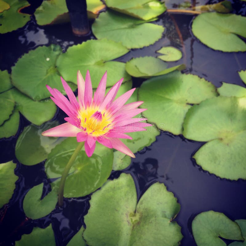 Summer lotus stock image. Image of flower, lotus, summer - 78328585