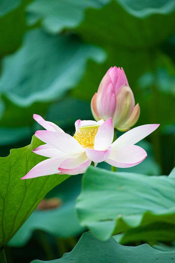 Summer Lotus on Jiangfu Park Stock Photo - Image of beijing, china ...