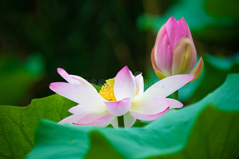 Summer Lotus on Jiangfu Park Stock Image - Image of summer, lotus ...