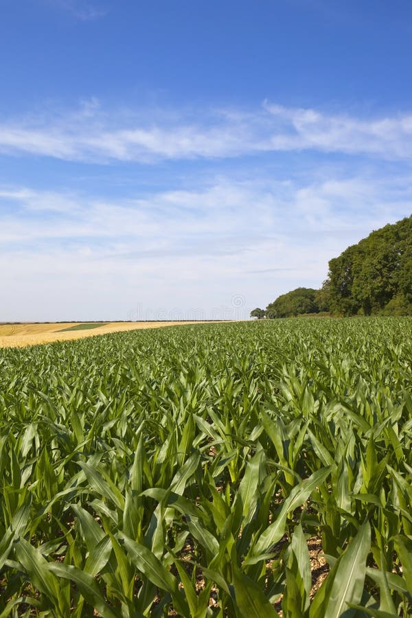 Maize field stock photo. Image of outdoors, arable, plants - 17412484