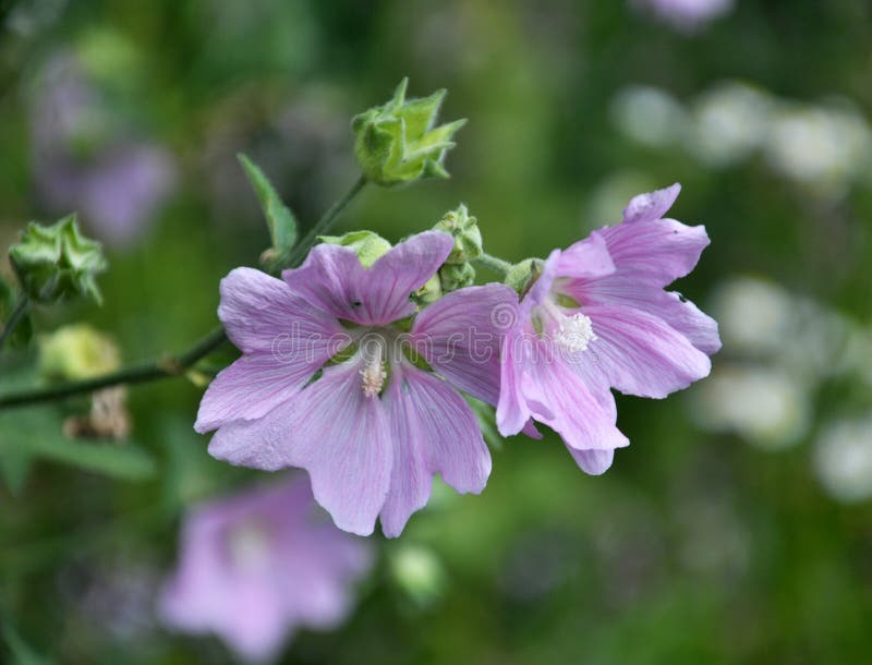 In the wild, mallow blooms stock image. Image of mallow - 174482461