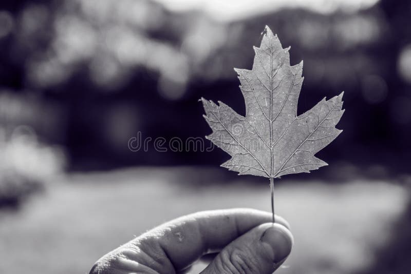 Summer Maple stock image. Image of tree, fingers, canada - 85386597