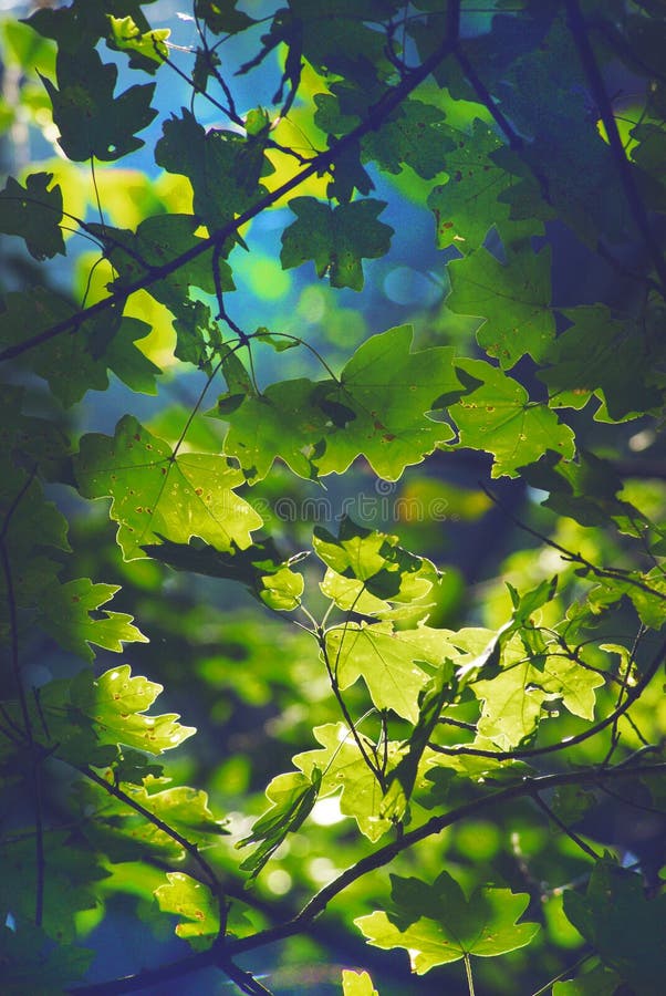 Summer. Maple Leaves in Sunlight. Stock Image - Image of natural, beam ...