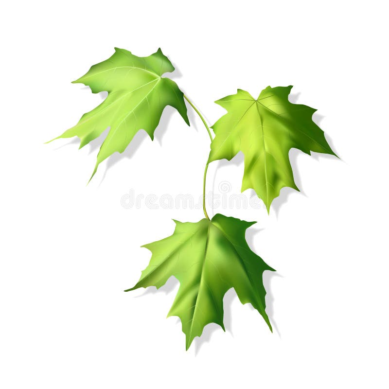 Live Oak Tree Vector Stock Illustrations – 121 Live Oak Tree Vector ...