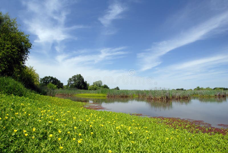 Summer Marsh Scene stock photo. Image of riparian, preserve - 2510464
