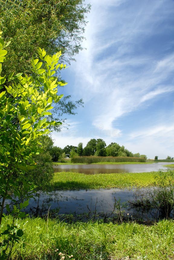 Summer Marsh Scene stock photo. Image of riparian, preserve - 2510464