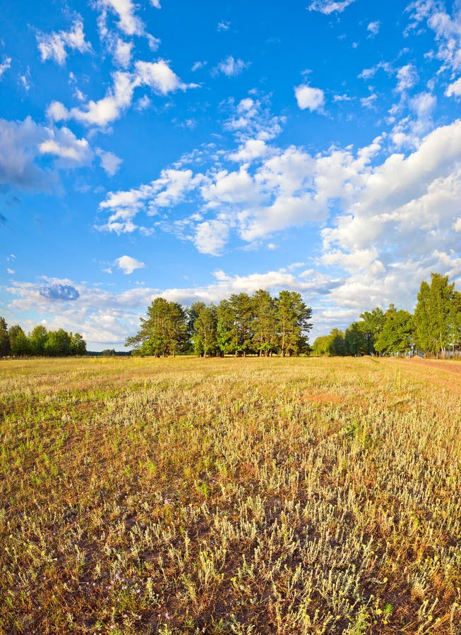 Summer meadow. stock photo. Image of cumulus, summer - 16246908