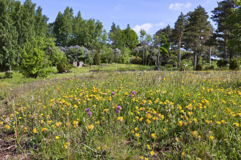 Summer meadow stock image. Image of garden, pratense - 19495639