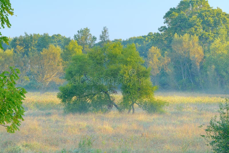 Summer Meadow stock photo. Image of foggy, golden, seasons - 27097072