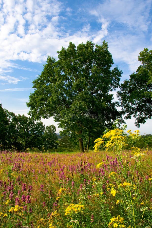 Sunny Meadow stock image. Image of seasons, sourland - 39333267