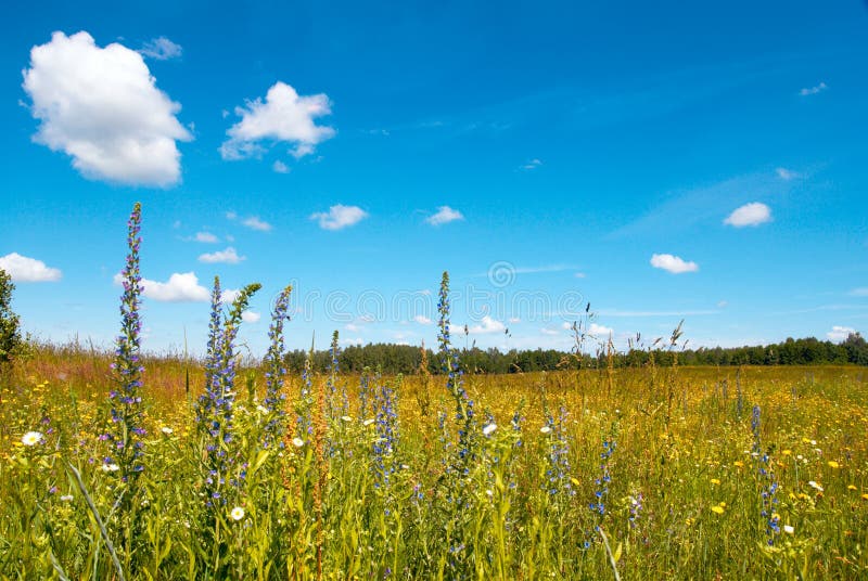 Summer meadow stock image. Image of vivid, flowering, herb - 8420203