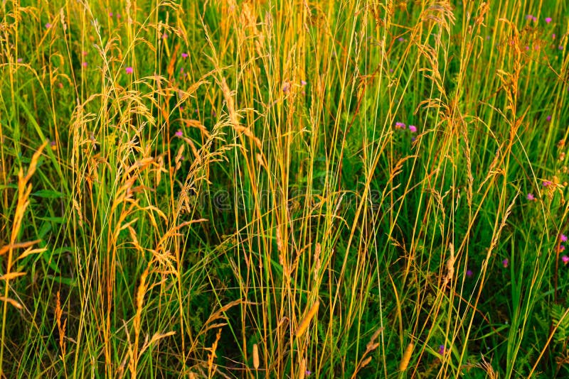 Summer Meadow Background, Selective Focus. Multicolor Grass Field for ...