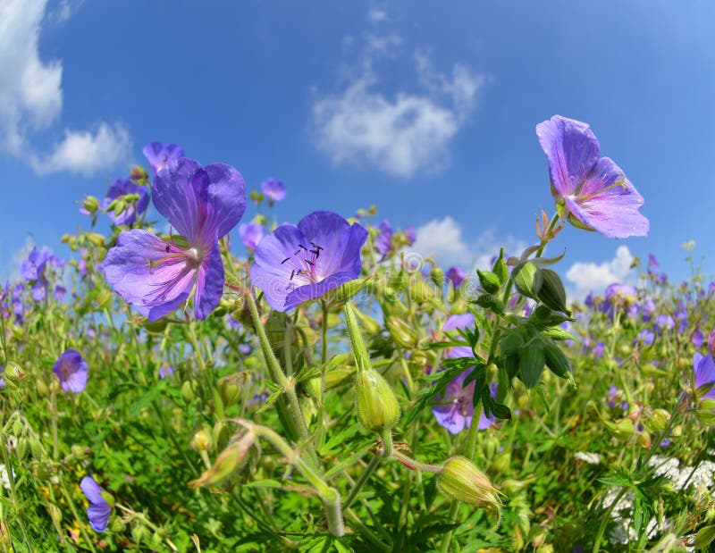 Geranium Pratense, the Meadow Crane S-bill or Meadow Geranium Flowers ...