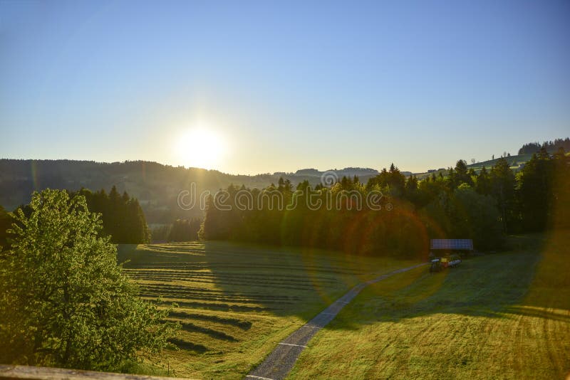 Summer Meadow Grass Summer Sun Field Idyllic Trees Forest Stock Image ...