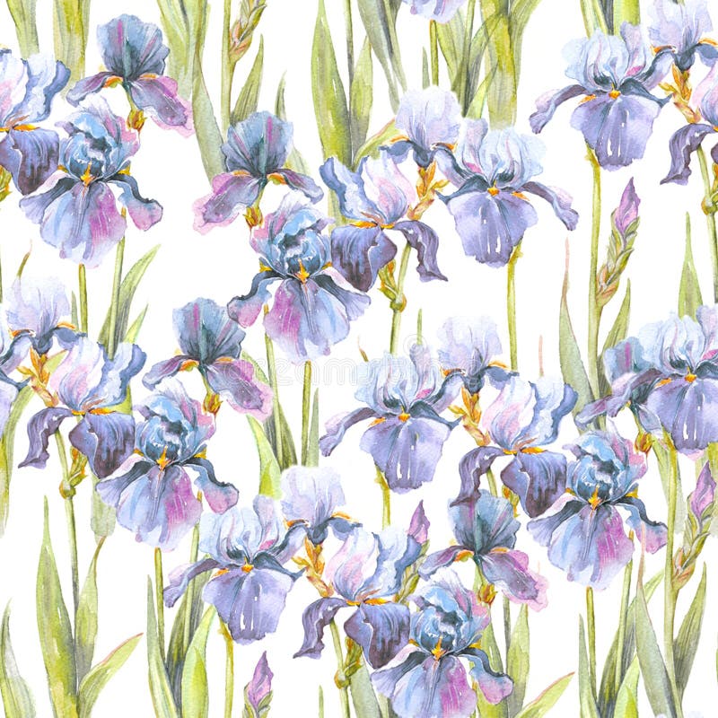 Summer Meadow Iris Flowers Watercolor Seamless Pattern on White ...