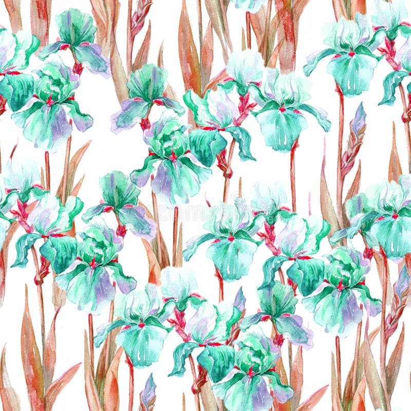 Summer Meadow Iris Flowers Watercolor Seamless Pattern On White