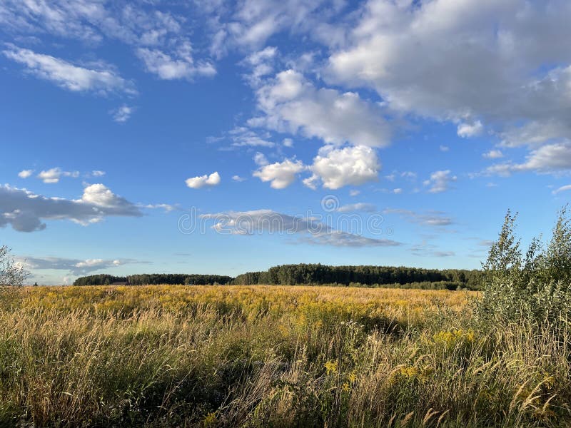 Summer meadow landscape. stock image. Image of season - 260514303