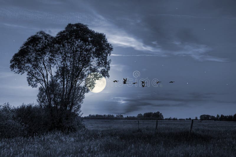 Summer meadow in moonlight stock photo. Image of seasonal - 4323770