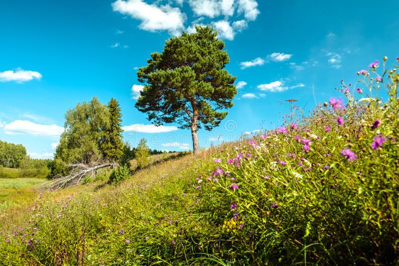 Summer Meadow with Pine Tree Stock Image - Image of rural, grass: 105982977