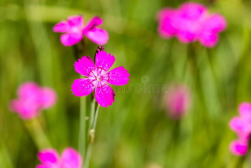 Summer Meadow with Pink Flowers Stock Photo - Image of meadow, growth ...