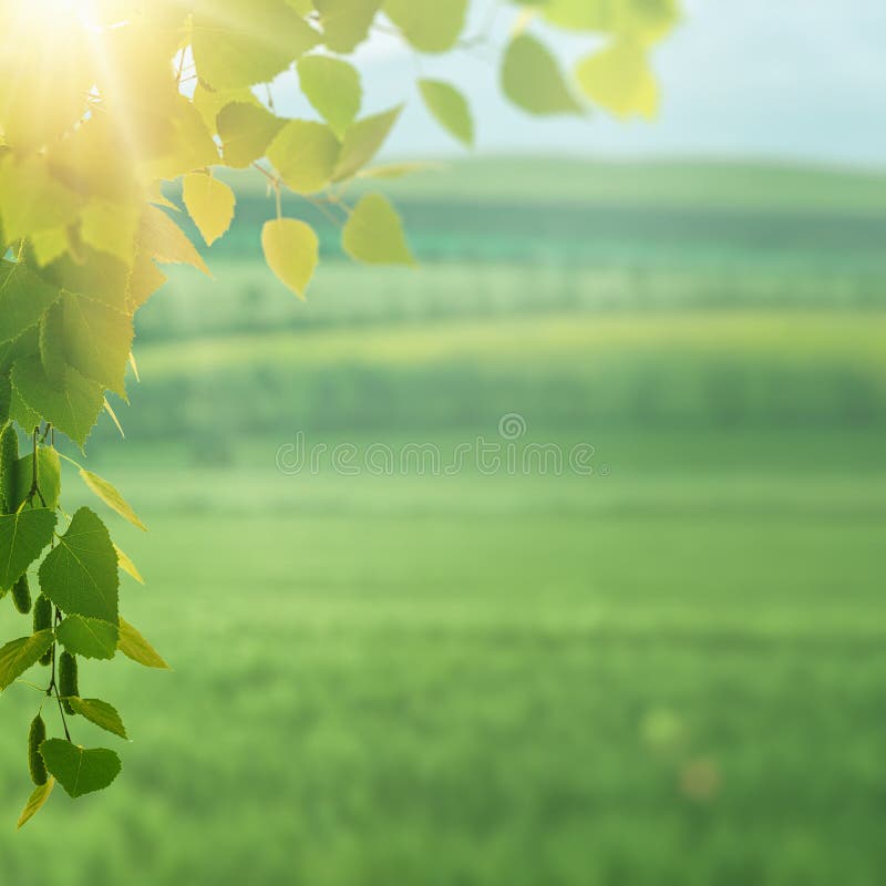 On the Summer Meadow, Seasonal Environment Stock Photo - Image of ...