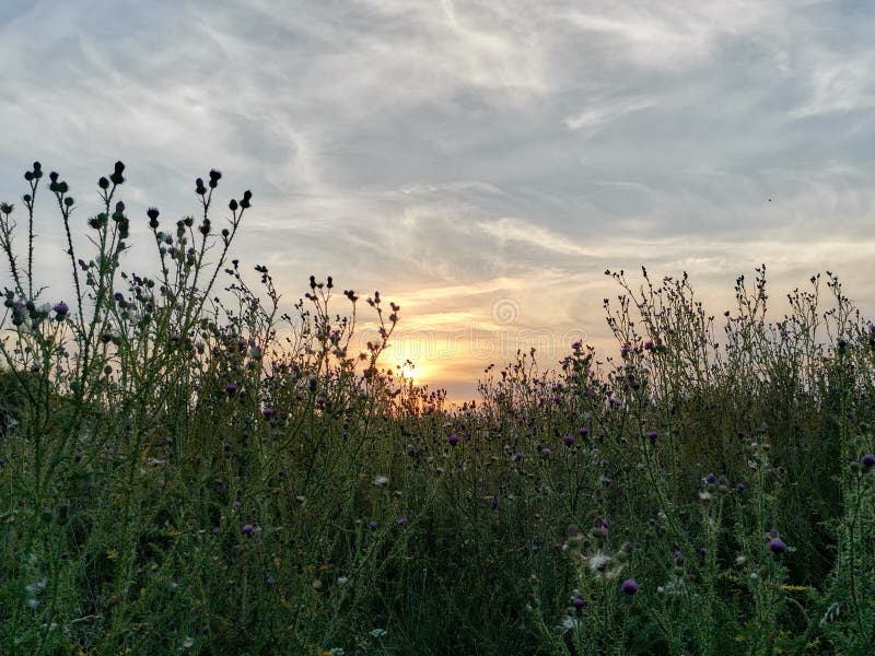 Summer Meadow and Setting Sun in Blue Sky Stock Image - Image of ...