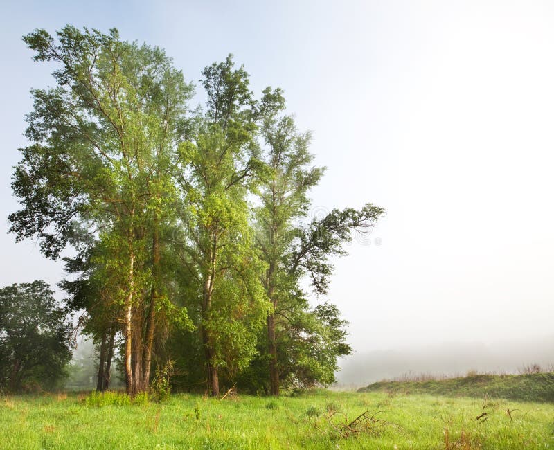 Summer meadow stock photo. Image of trees, meadow, light - 54192912