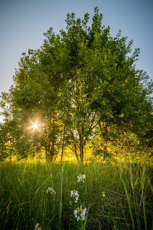 Summer meadow vertical stock image. Image of serene, meadow - 5676419