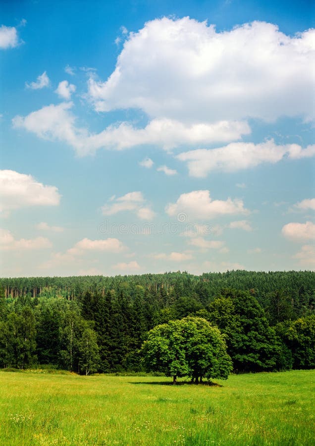 Summer Landscape with Tree stock image. Image of forested - 11524713