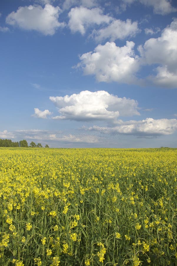 Summer meadow vertical stock image. Image of serene, meadow - 5676419