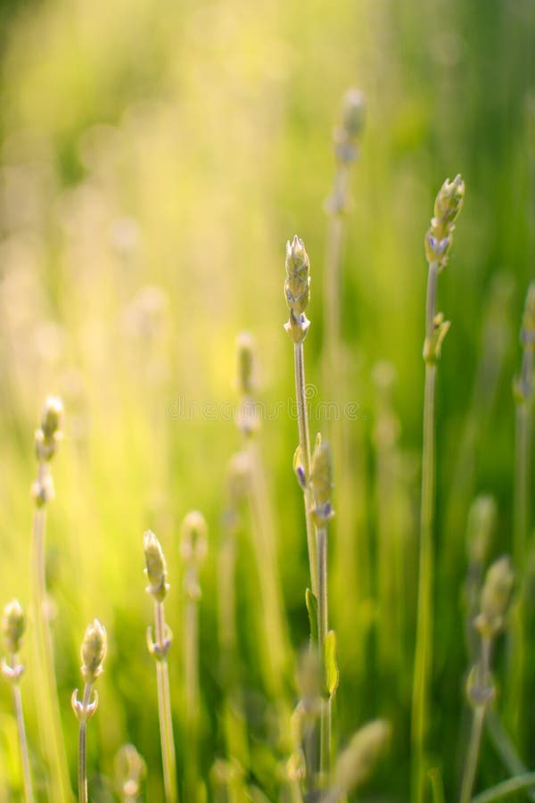 Summer Meadow in Warm Evening Sunlight. Relaxing and Warm Feeling Place ...