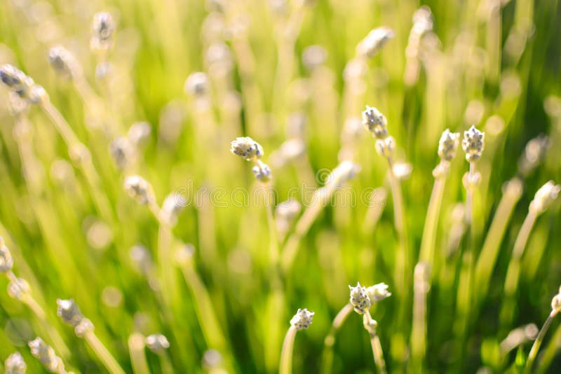 Summer Meadow in Warm Evening Sunlight. Relaxing and Warm Feeling Place ...